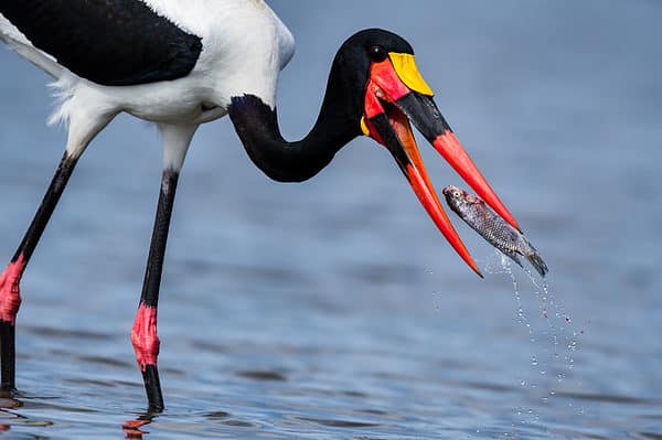 Stork Bird Facts - A-Z Animals