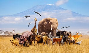 Natural Environment - A-Z Animals