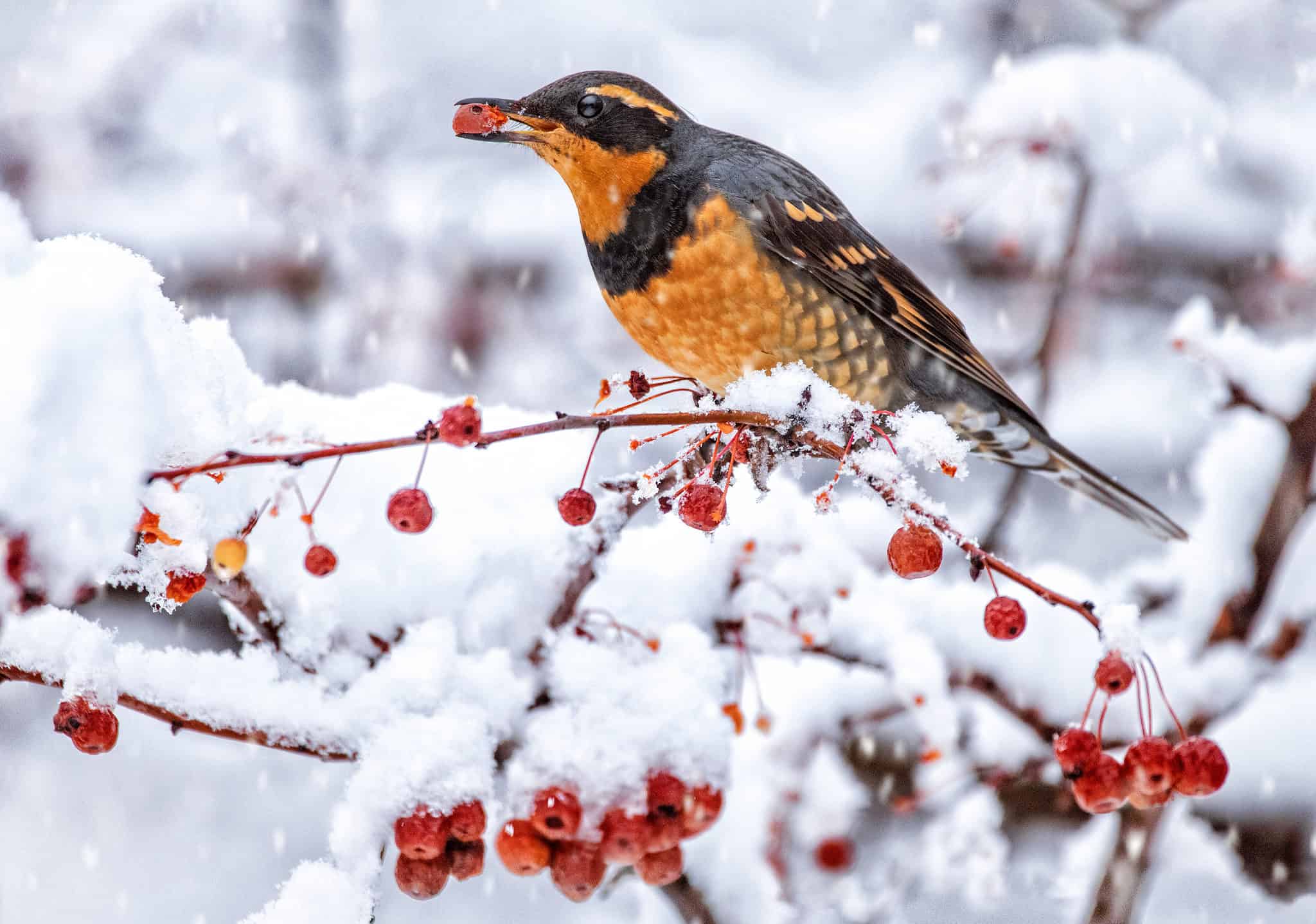 Discover 19 Incredible Birds That Start With V - A-Z Animals