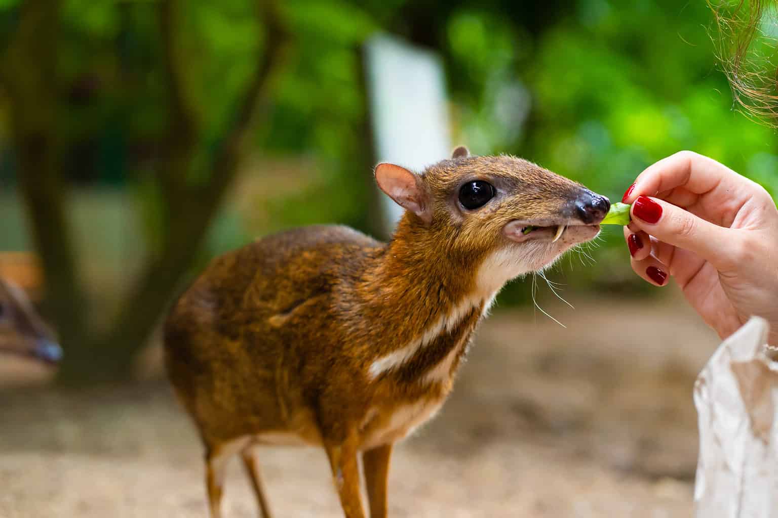 Mouse-Deer (Chevrotain) Animal Facts - Tragulidae - A-Z Animals