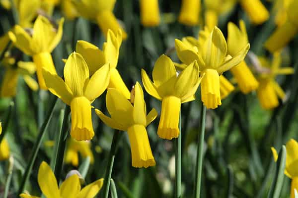 12 Types Of Miniature Daffodils - A-Z Animals