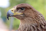 Every Type of Eagle and Why Each Is So Incredible - A-Z Animals