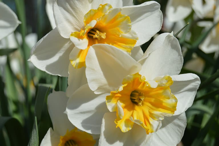 The 13 Daffodil Divisions, Explained - A-Z Animals
