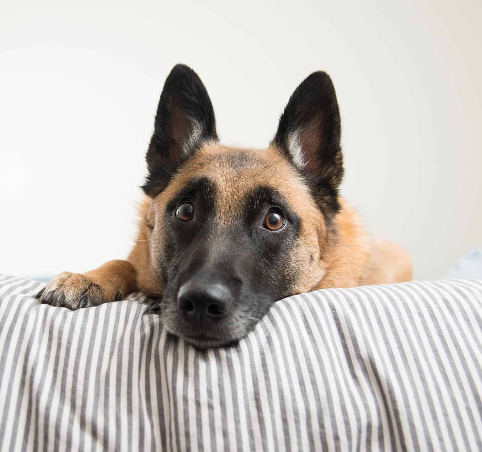 What Is the Average Dog IQ? Which Breed Has the Highest? - A-Z Animals