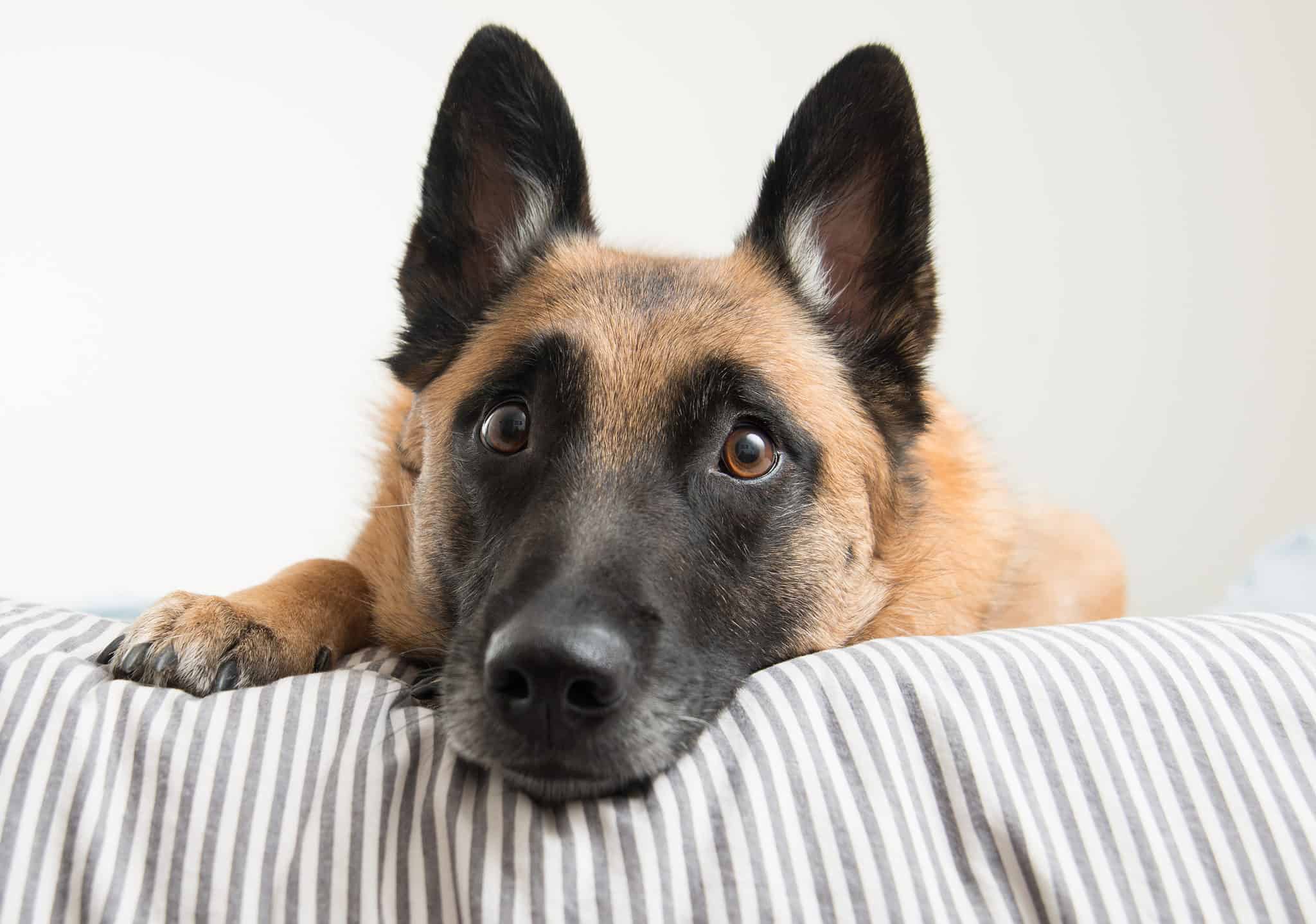 What Is the Average Dog IQ? Which Breed Has the Highest? - A-Z Animals