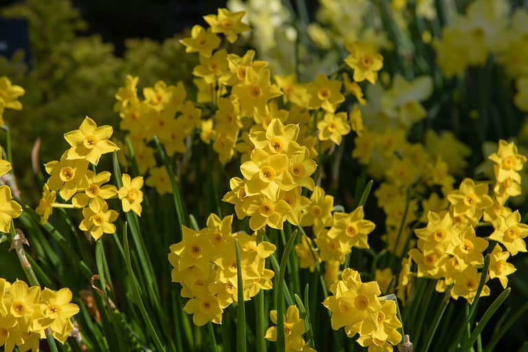 10 Types of Jonquil Daffodils - A-Z Animals