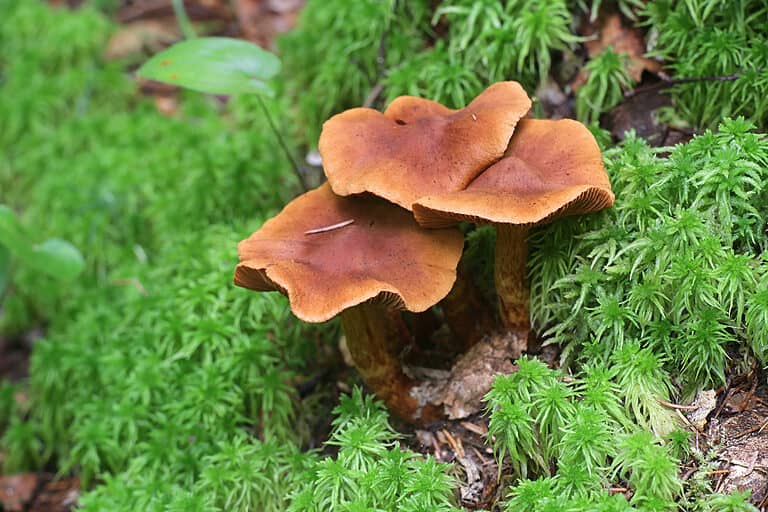 Webcap Mushrooms: A Complete Guide - A-Z Animals