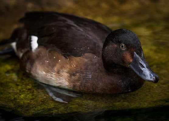 15 Types of Migrating Birds - A-Z Animals