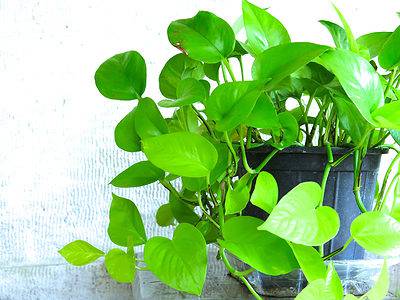 Devil's Ivy Plant Care: How To Care For Pothos Plants - A-Z Animals