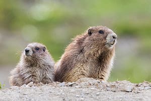 Marmot - A-Z Animals