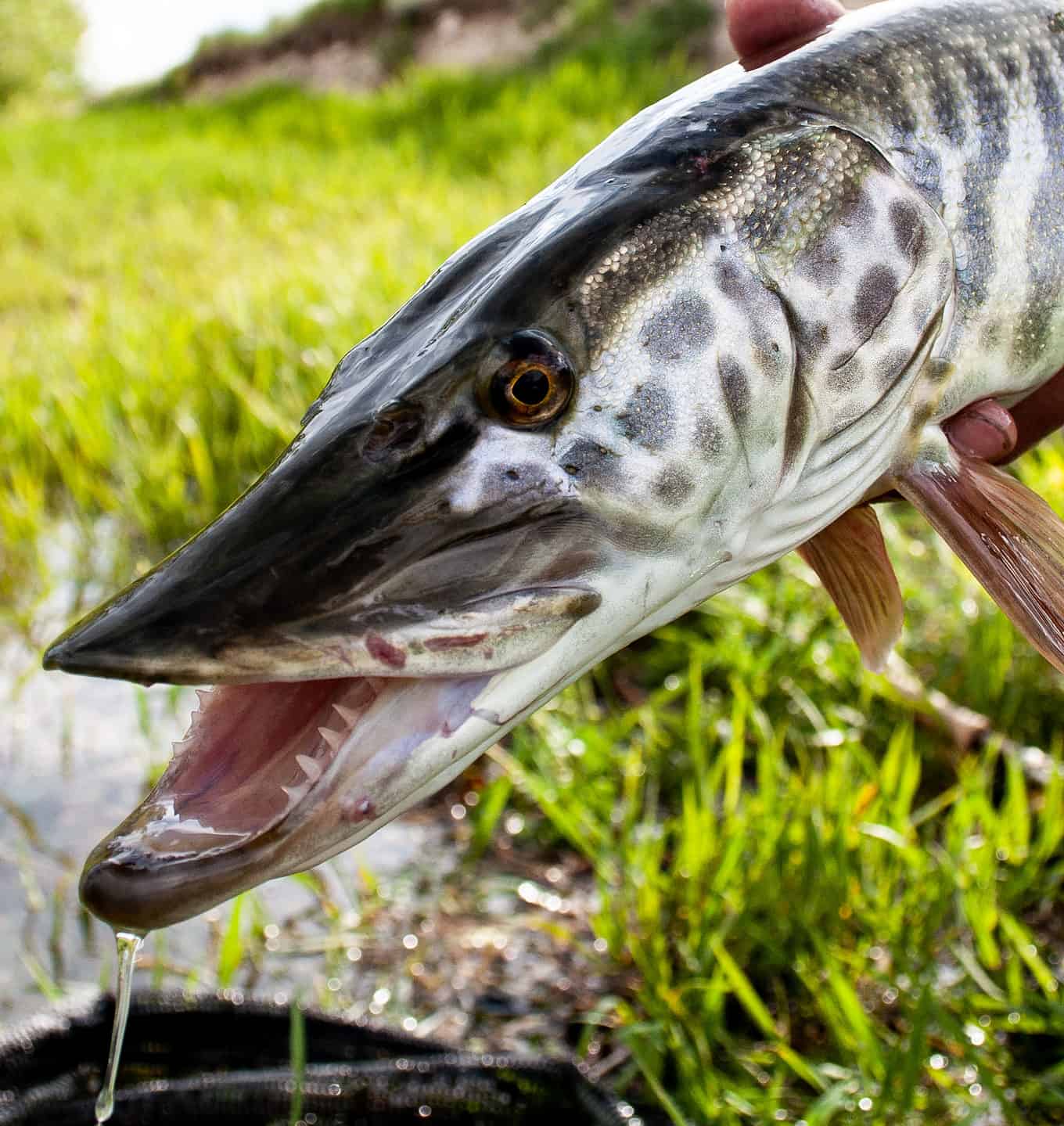 Tiger Muskellunge (Muskie) Animal Facts - Esox masquinongy × Esox ...
