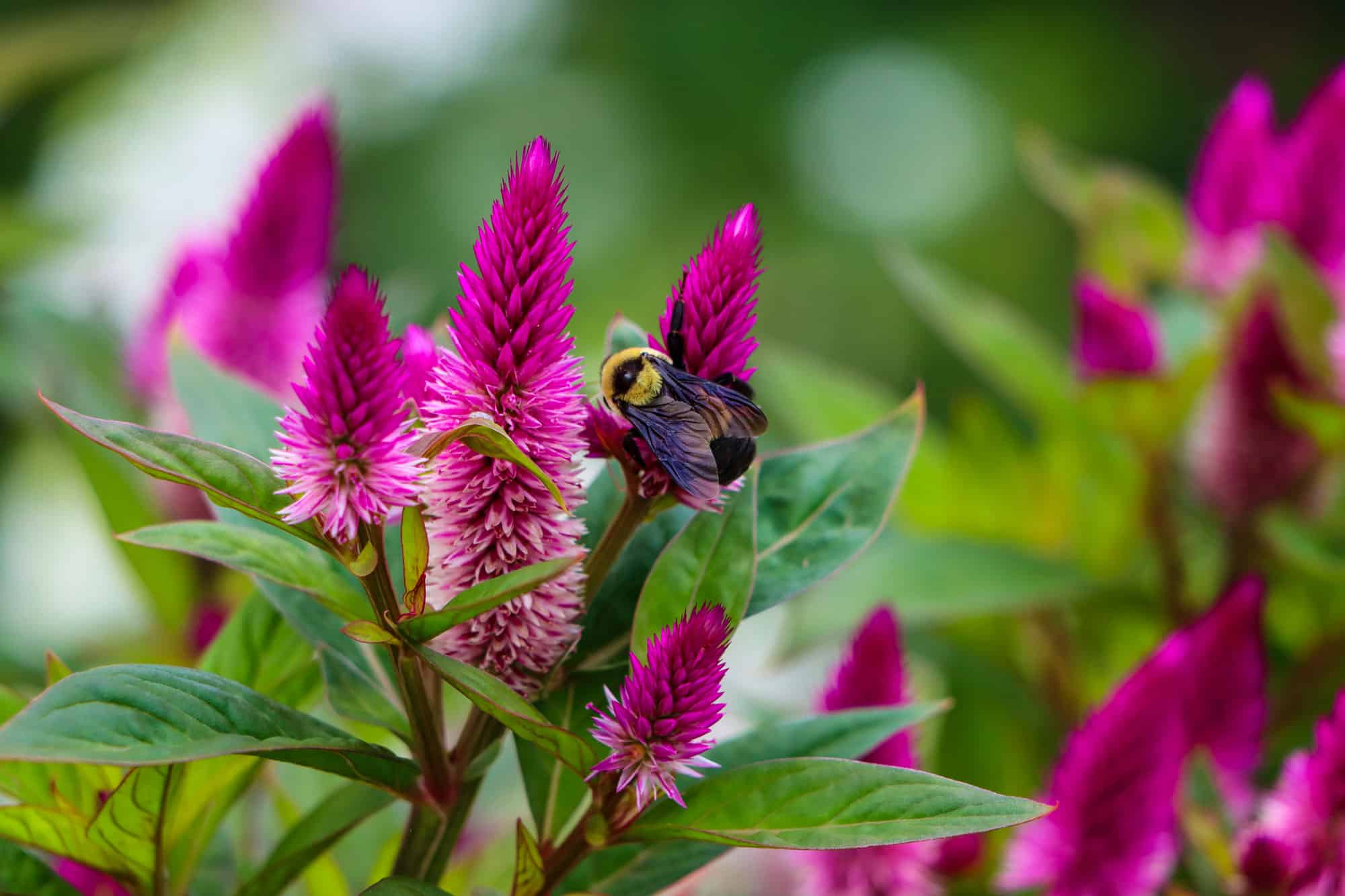 How Do Bee Gardens Help Bees?