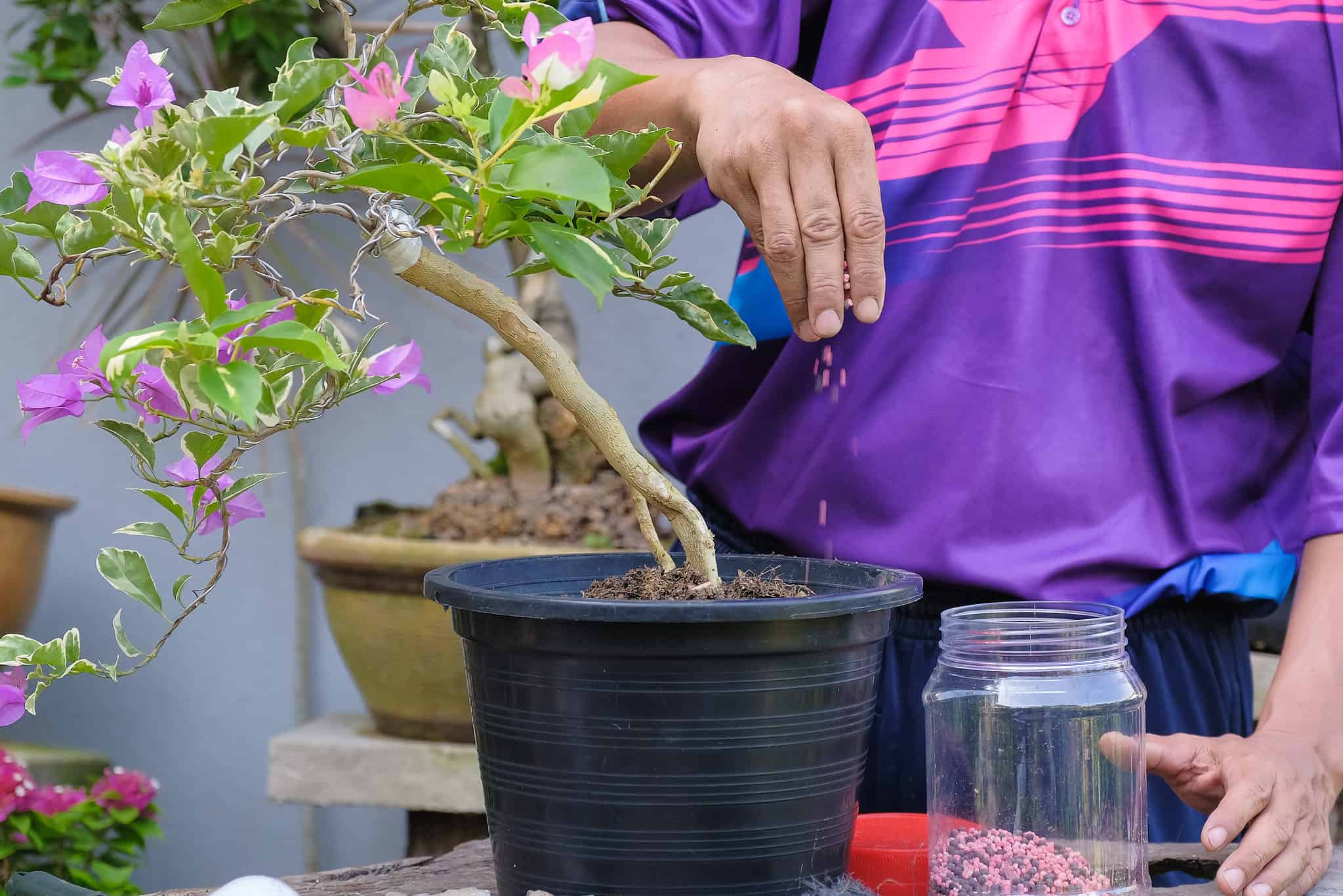 Bougainvillea Bonsai Tree Varieties, Propagation, and Care Guide