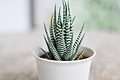 17 Types Of Succulents - A-Z Animals
