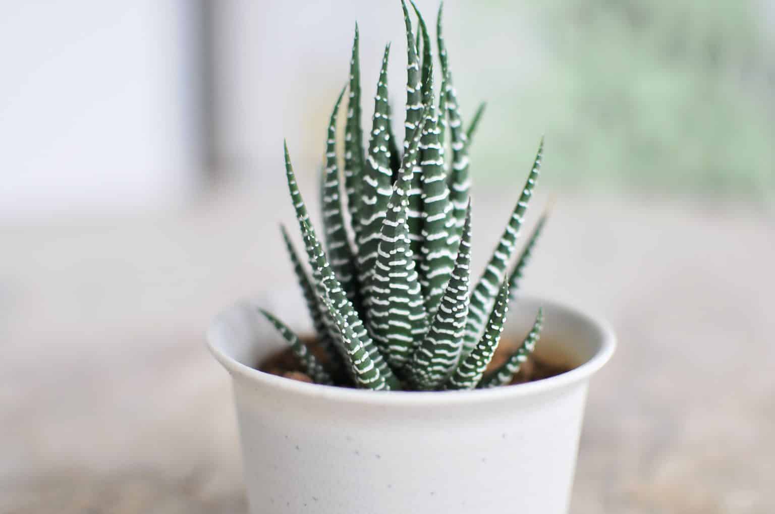 17 Types Of Succulents - A-Z Animals