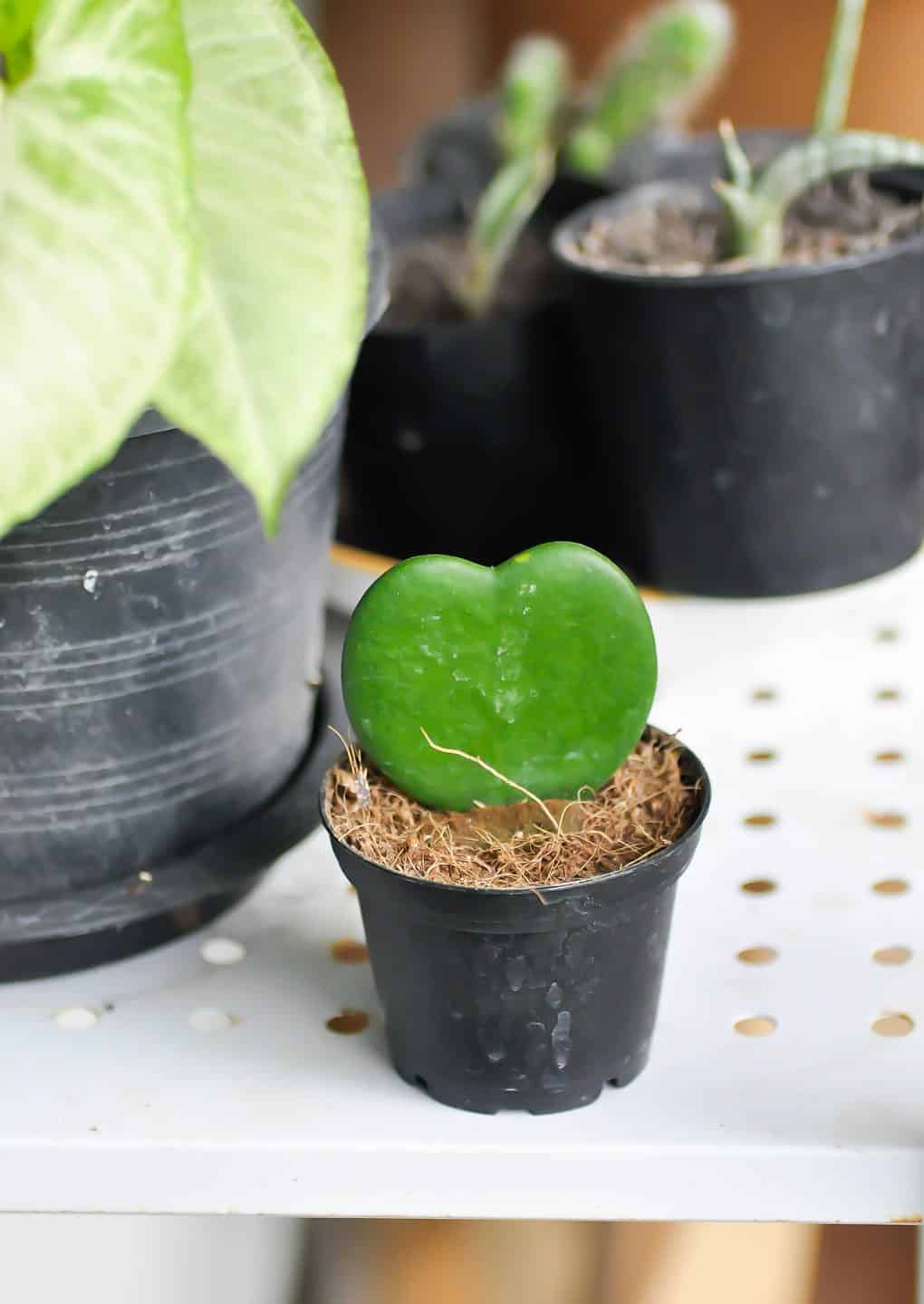 Hoya Vines: What to Know and How to Display - A-Z Animals