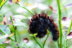 Woolly Bear Caterpillar
