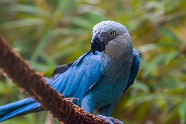 The Rarest Macaw on Earth Came Back from Extinction ... Barely - A-Z ...
