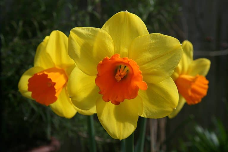 7 Beautiful Colors Of Daffodils to Spruce Up Your Yard - A-Z Animals
