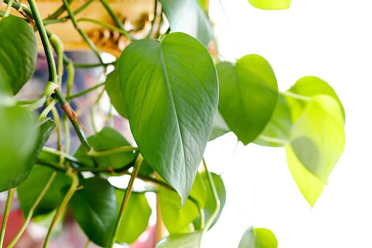 Growing Outdoor Pothos: Where to Best Plant Them and More - A-Z Animals