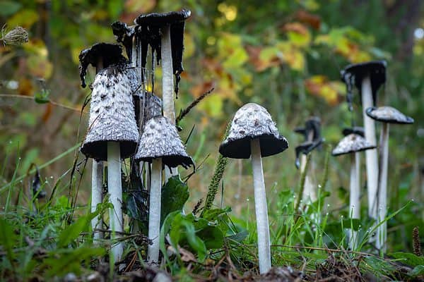 Types of Inky Cap Mushrooms - AZ Animals