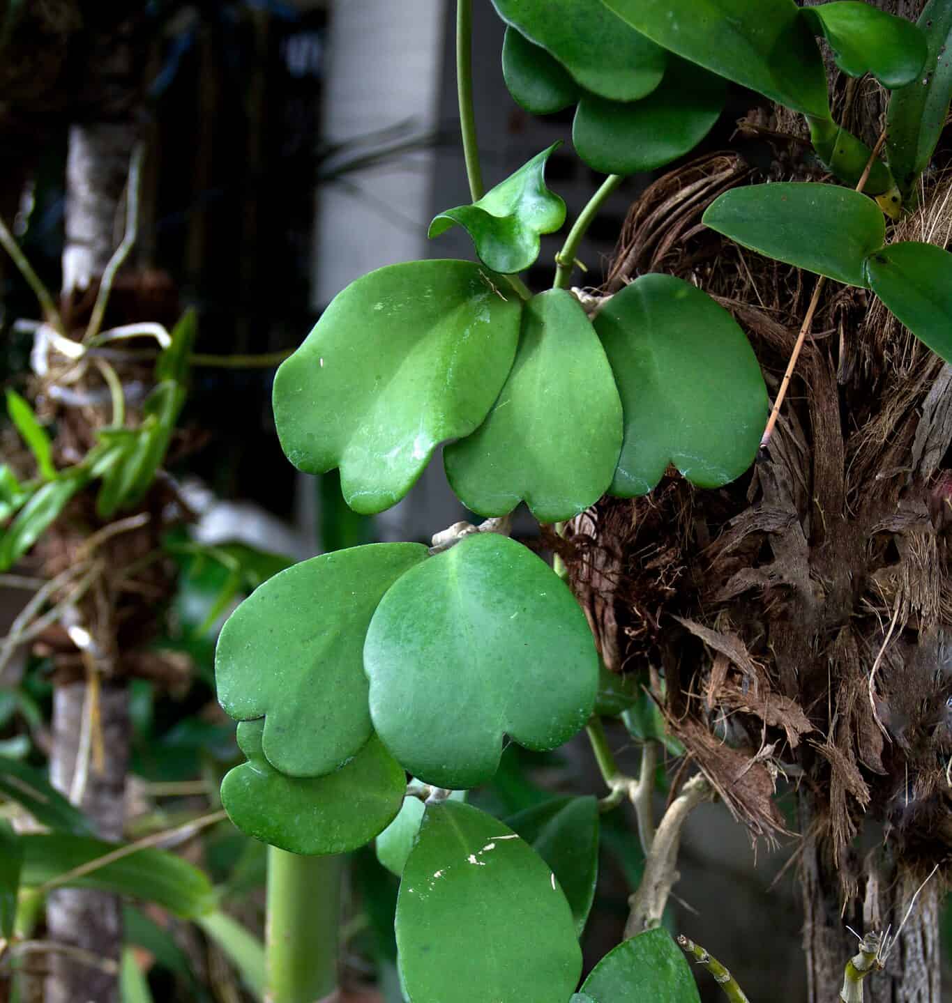 14 Types of Rare Hoya Houseplants to Collect Now - A-Z Animals