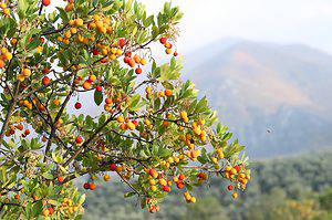 11 Incredible Trees Native to Spain - A-Z Animals
