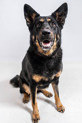 Rottweiler Mix Dog Breed Complete Guide - A-Z Animals