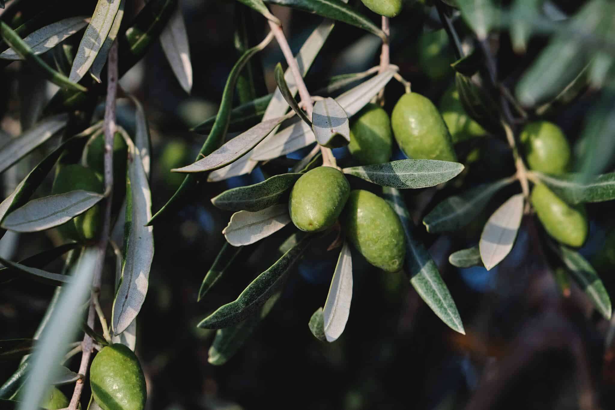 Olive Tree: Meaning, Symbolism, and Significance - A-Z Animals