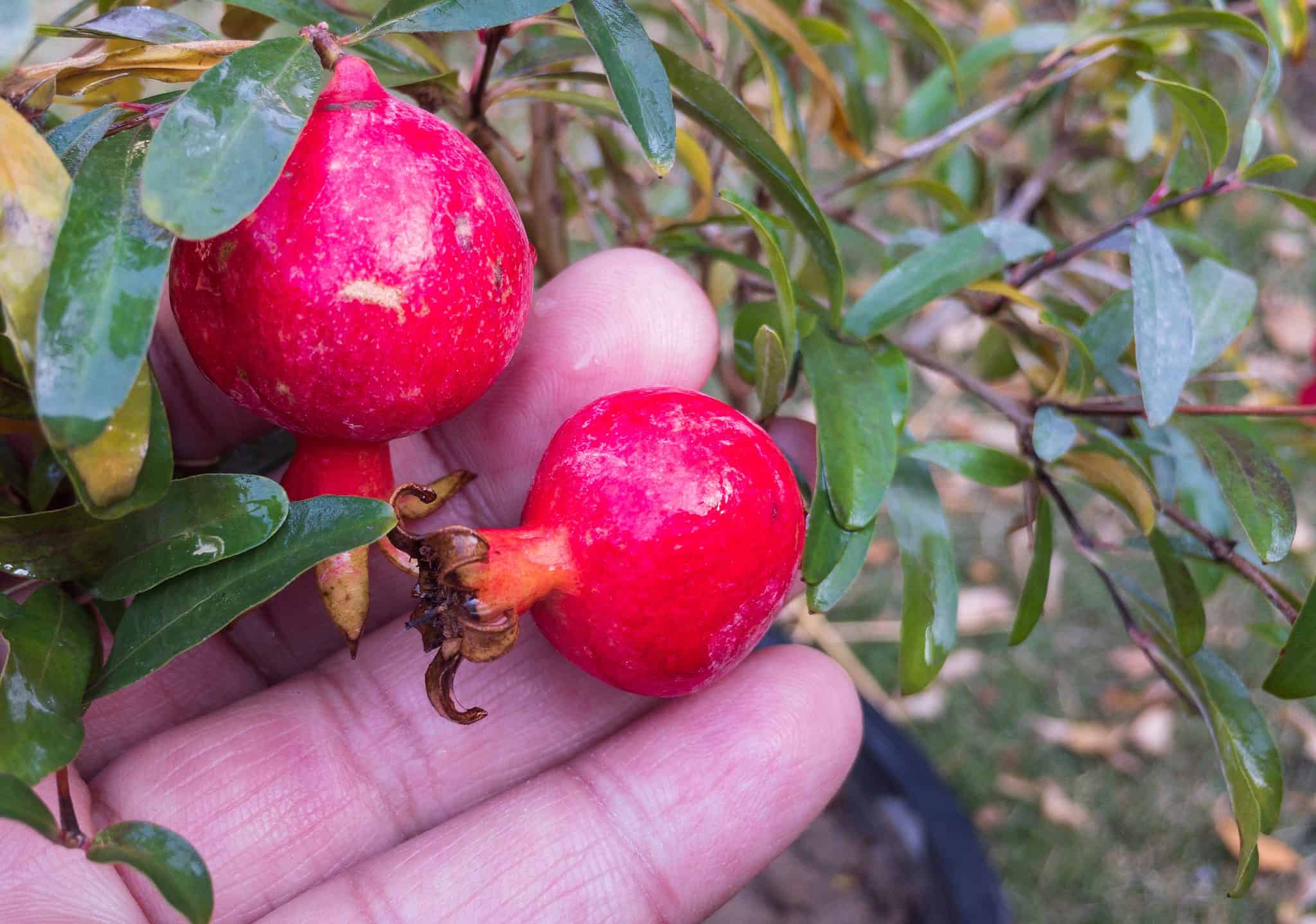 Dwarf Pomegranate Bonsai Care and Propagation Guide