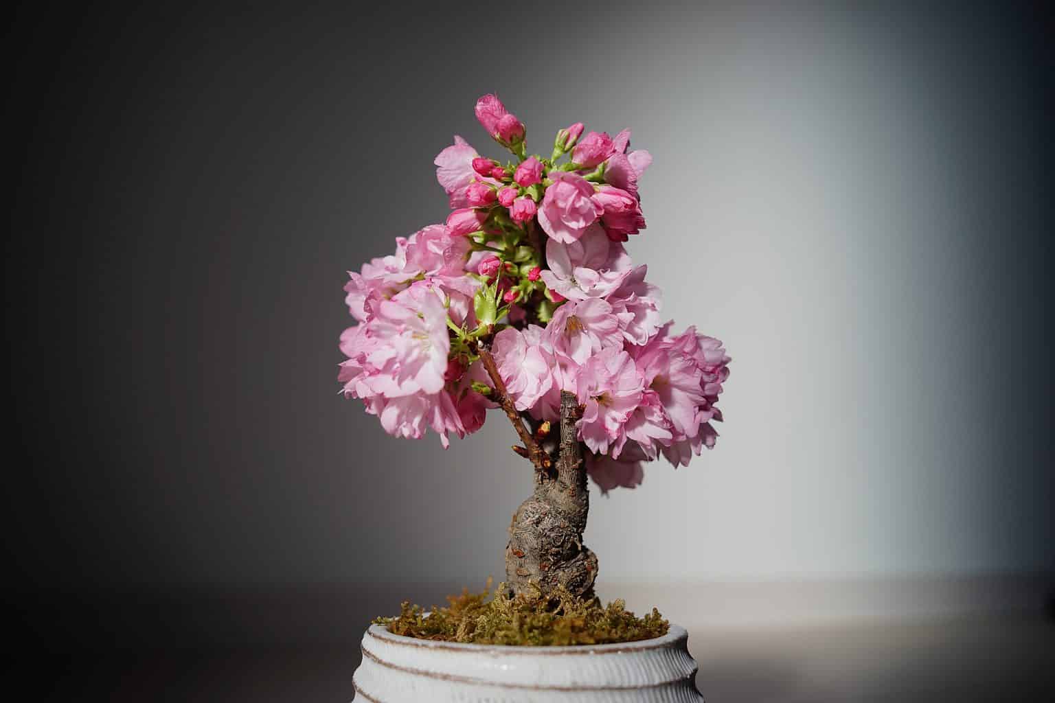 Cherry Blossom Bonsai Care Guide, Propagation Tips, and More