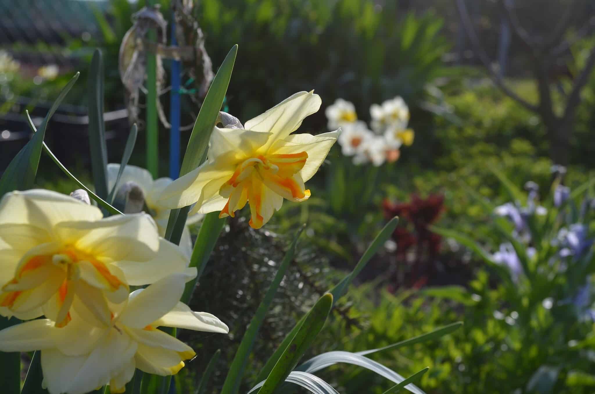 10 Types of Split-Cupped Daffodils - A-Z Animals