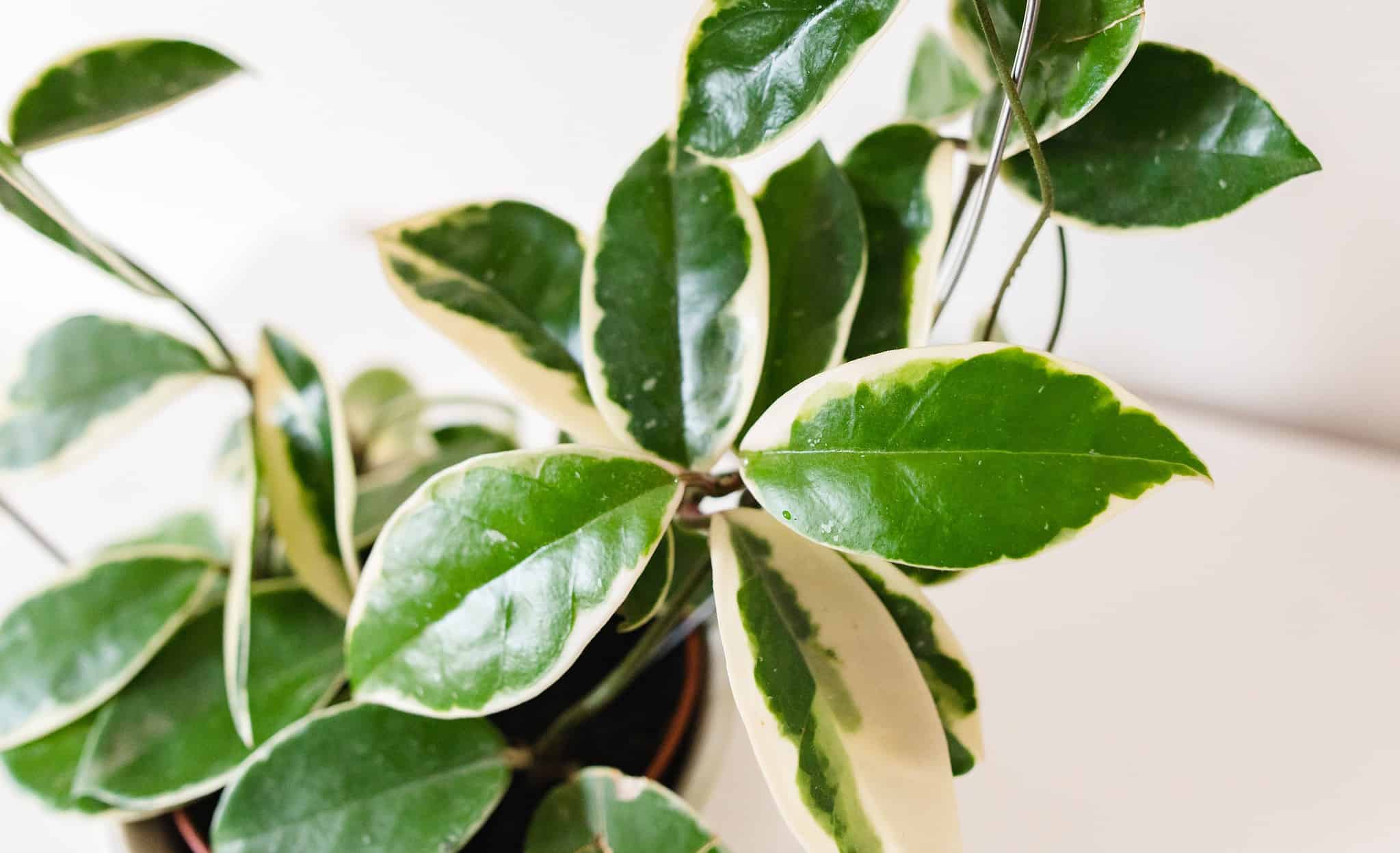 14 Types of Variegated Hoya Plants - A-Z Animals