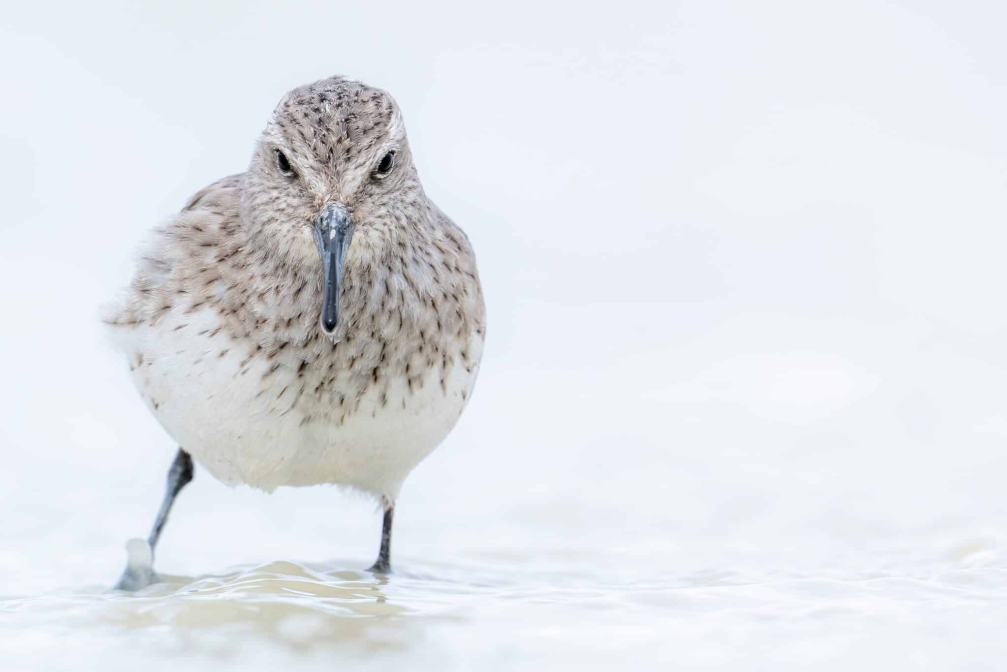 Discover 11 Shorebirds: A Guide Birds At the Beach