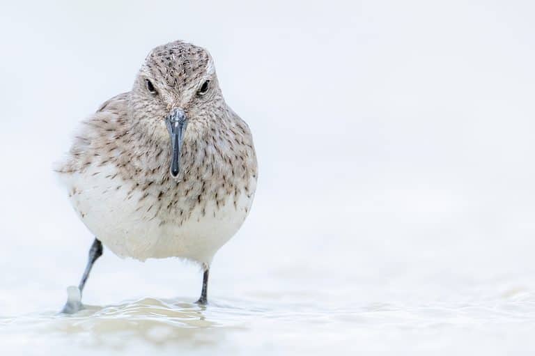 Discover 11 Shorebirds: A Guide Birds At the Beach