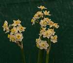 When Do Daffodils Bloom? Discover Peak Season by Zone - A-Z Animals
