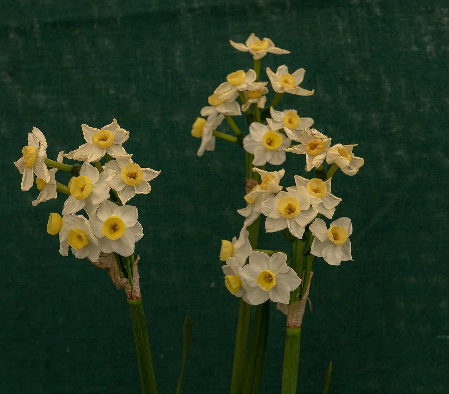 10 Types Of White Daffodils - A-Z Animals