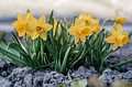 12 Types Of Miniature Daffodils - A-Z Animals