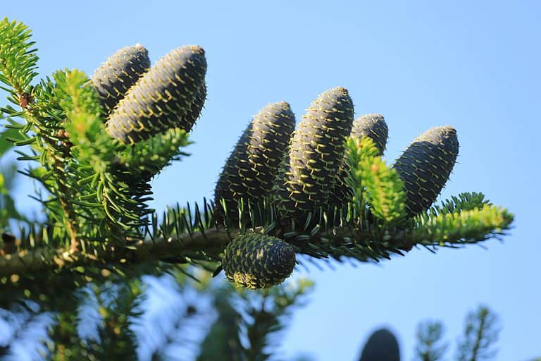 11 Incredible Trees Native to Spain - A-Z Animals