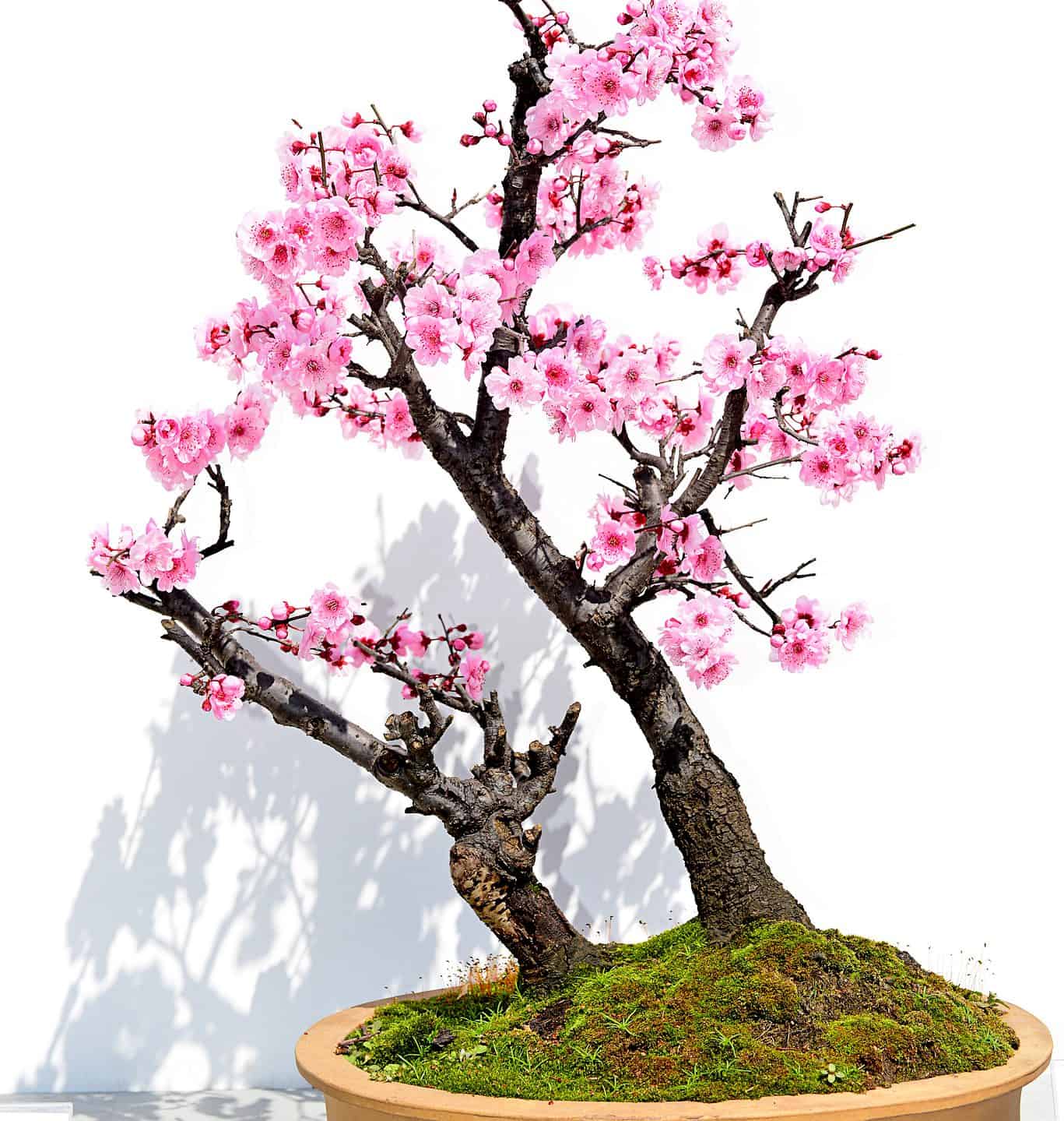 Cherry Blossom Bonsai Care Guide, Propagation Tips, and More