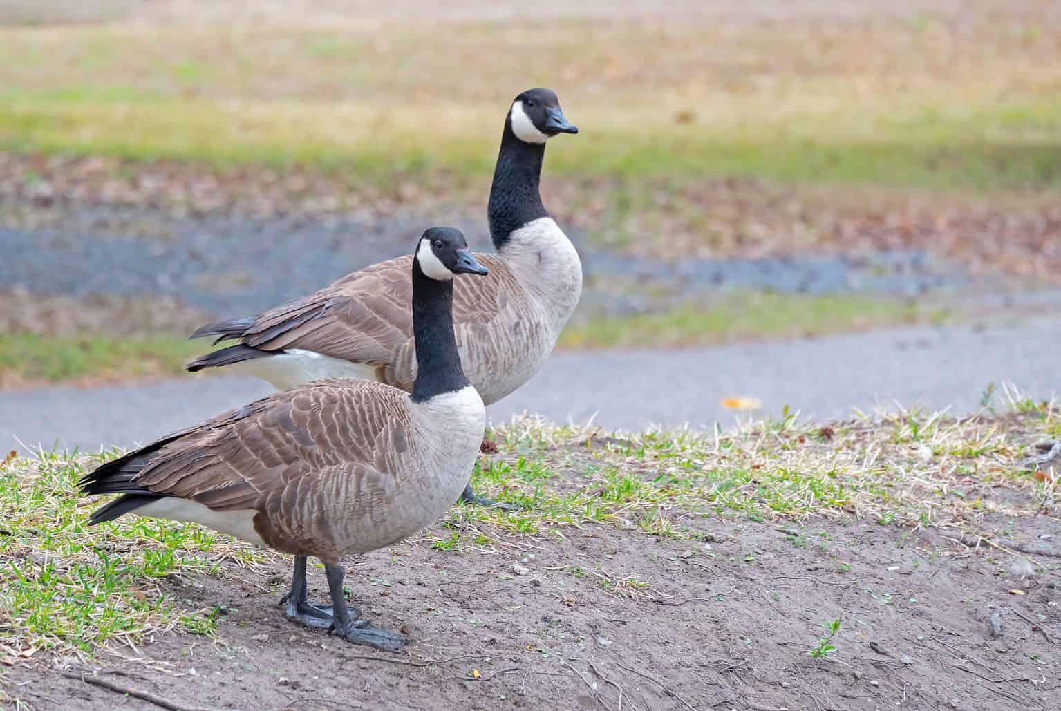 Where Do Geese Go in the Winter? - A-Z Animals