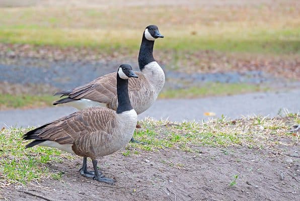 Types of Fowl Birds - A-Z Animals