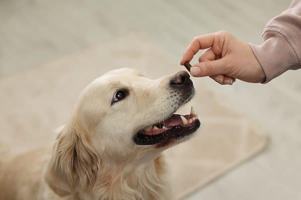 Famotidine Dosage Chart for Dogs: Risks, Side Effects, Dosage, and More ...