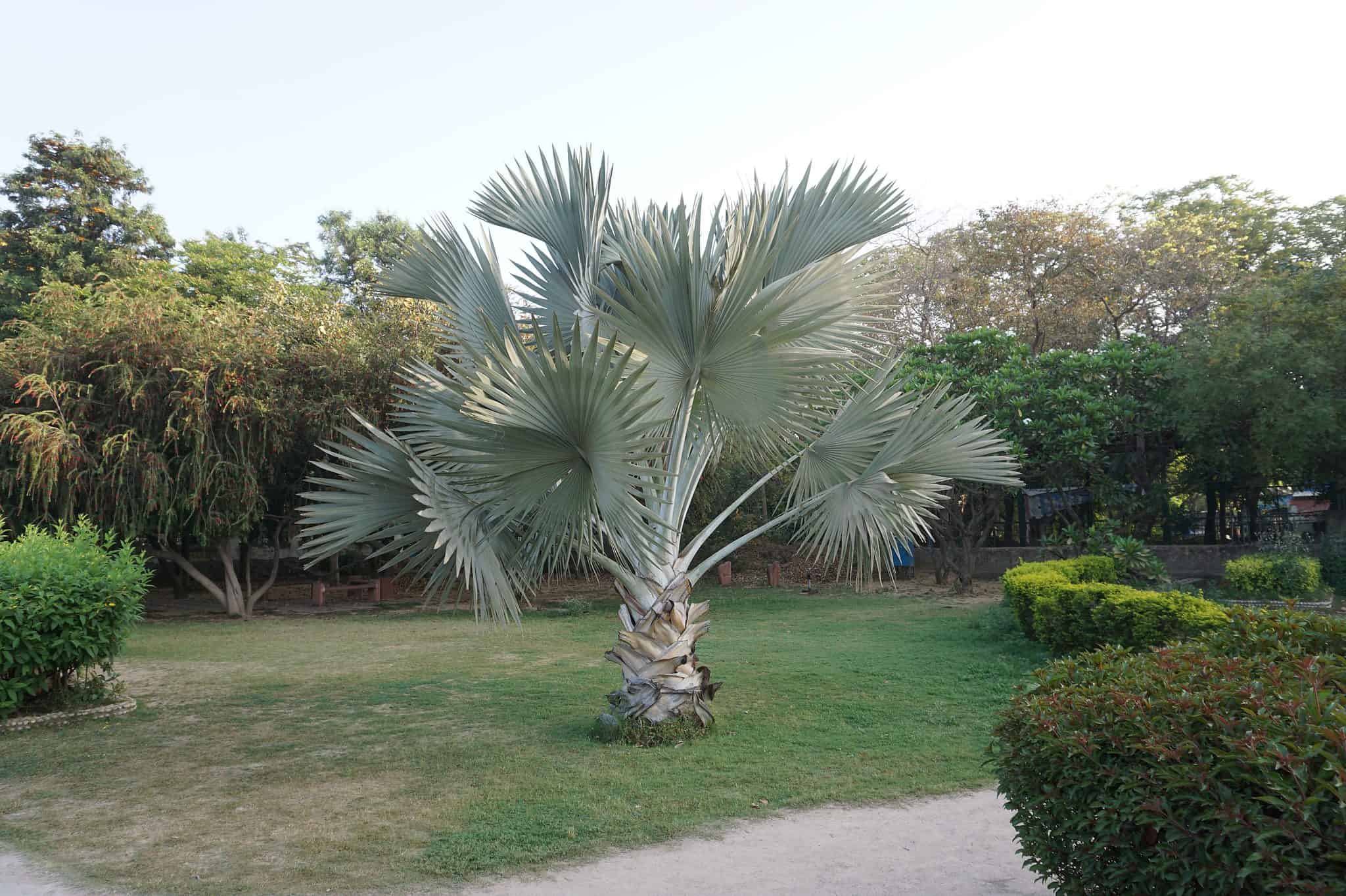 10 Interesting Trees Native to Madagascar - A-Z Animals
