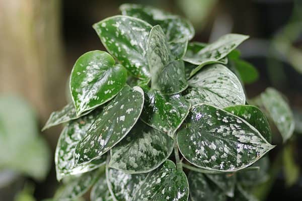 8 Variegated Pothos: Types, Care, And More - A-Z Animals