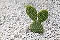 5 Types of Cacti Succulents - A-Z Animals