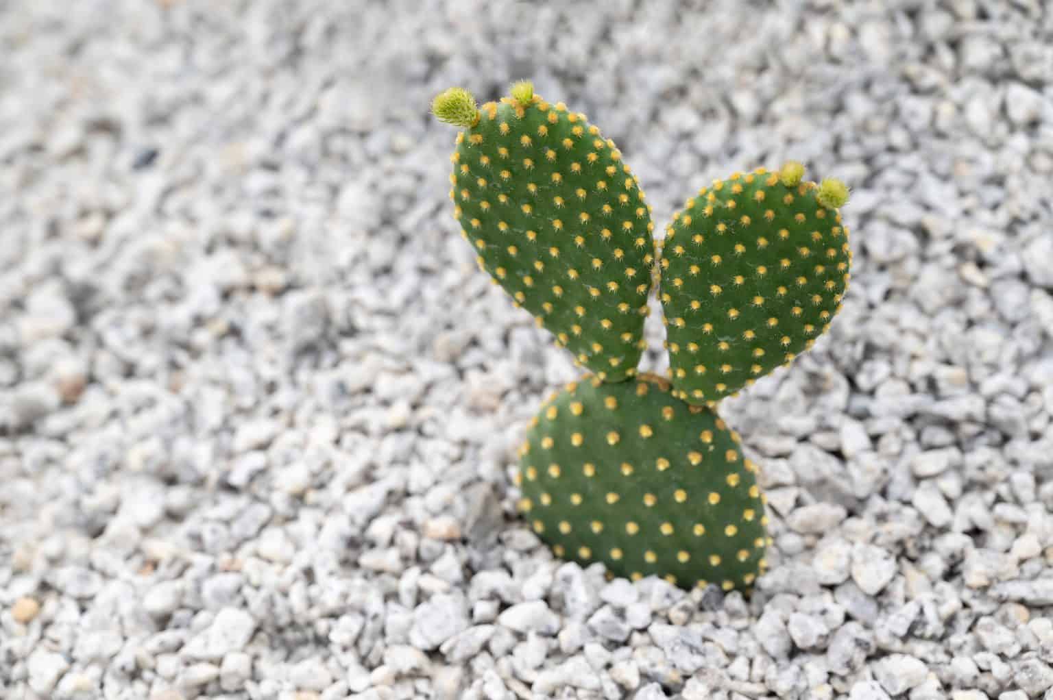 5 Types of Cacti Succulents - A-Z Animals