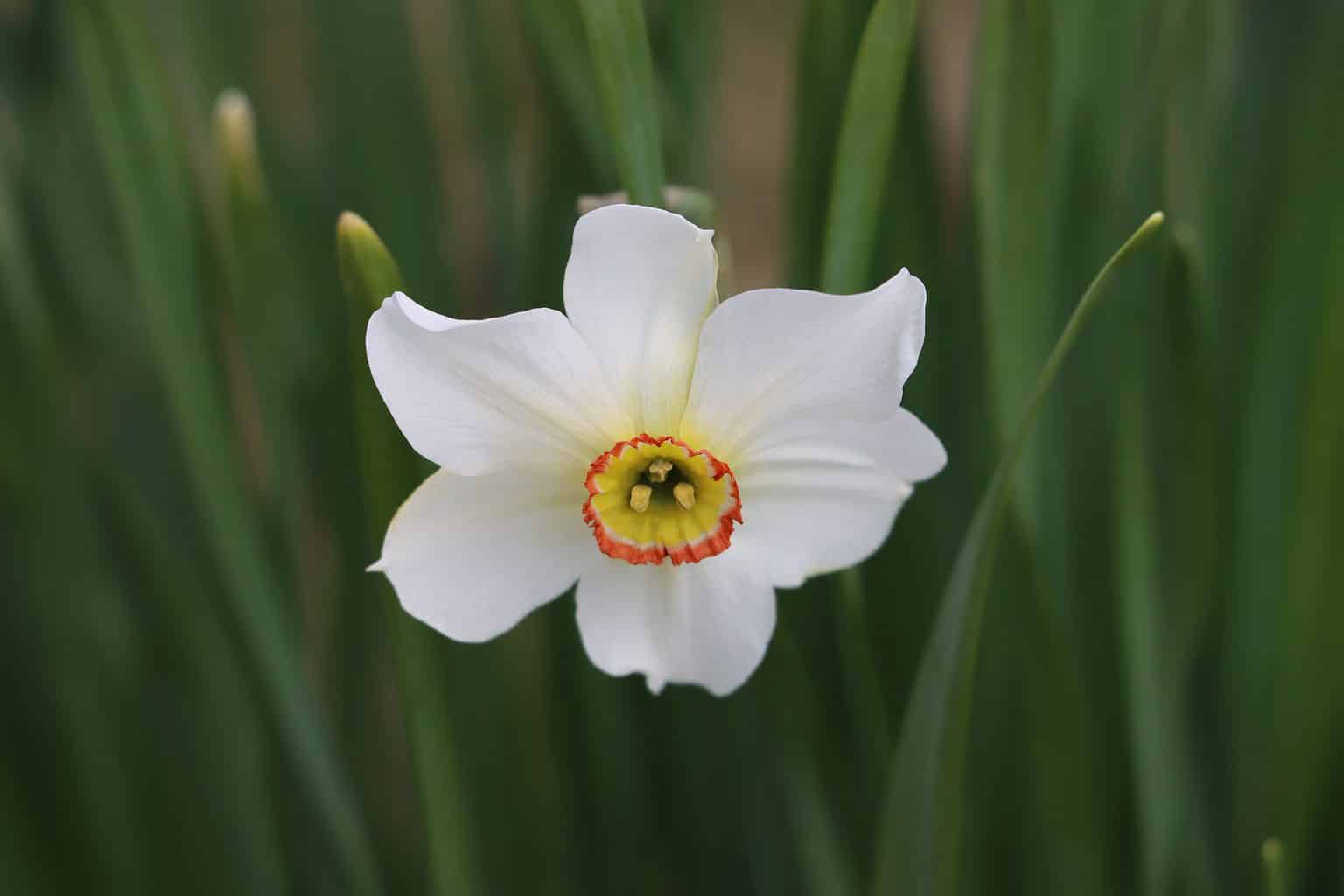 14 Types of Large-Cupped Daffodils - A-Z Animals