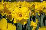 The 13 Daffodil Divisions, Explained - A-Z Animals