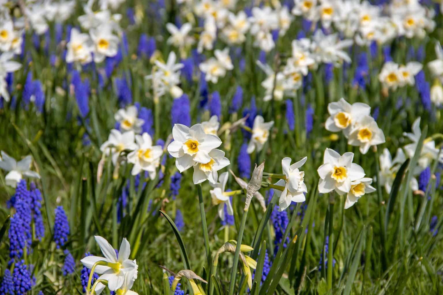 10 Types of Jonquil Daffodils - A-Z Animals